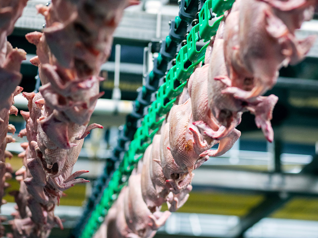 100% Air Chilled - Bell & Evans